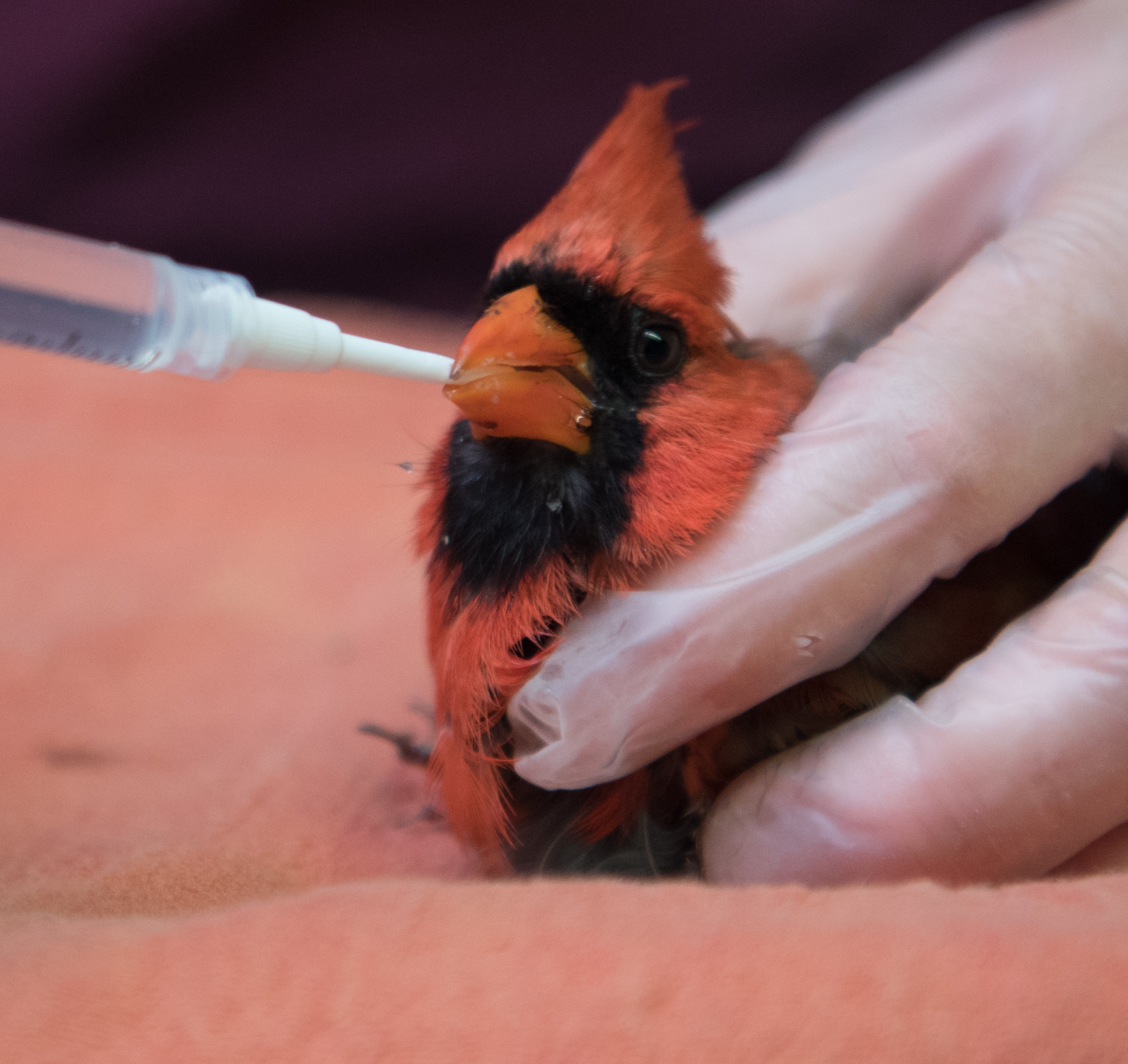 Join Our Team – Second Chance Wildlife Center